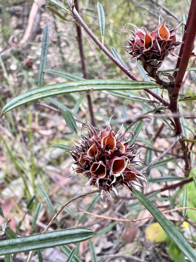 Mirbelieae from Dharug National Park, Gunderman, NSW, AU on November 20 ...