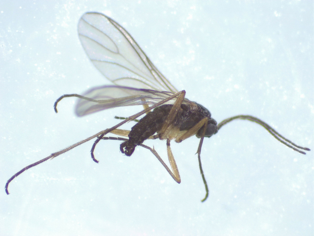 Dark-winged Fungus Gnats from Mutukaroa / Hamlins Hill Regional Park ...