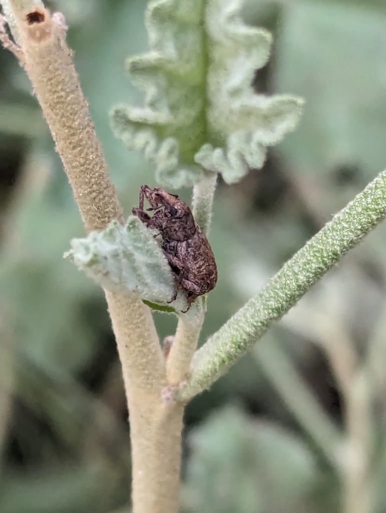 Broad-nosed Weevils from Montecito Park, Glendale, CA 91208, USA on ...