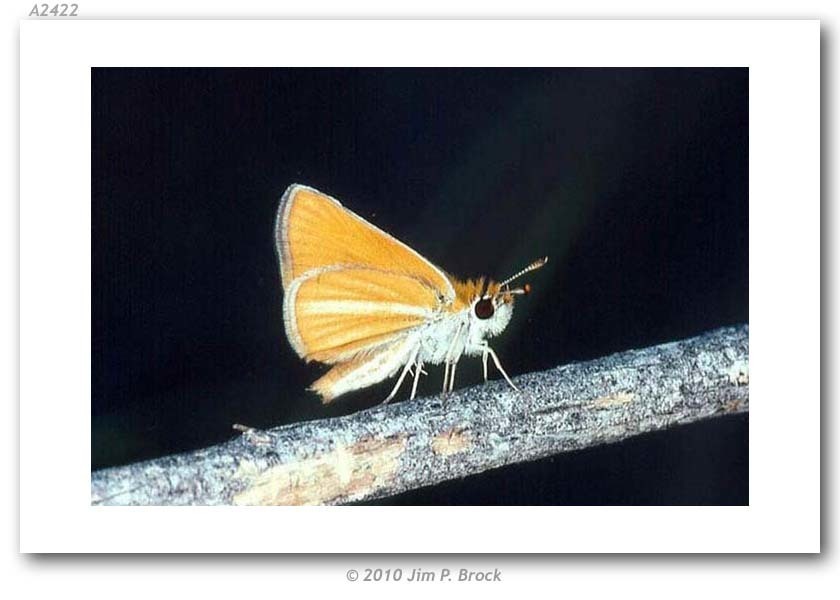 Southern Skipperling (Butterflies of Alabama) · iNaturalist