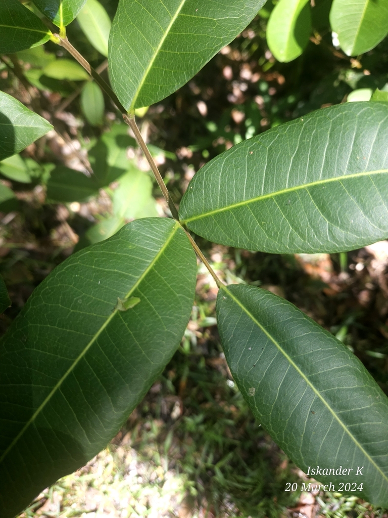 Bennett's Ash from Caloundra QLD 4551, Australia on March 20, 2024 at ...