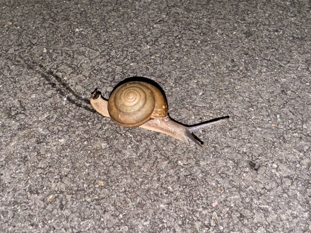 Siamese Common Snail from Duang Phithak Rd., Bangkok, Bangkok, TH on ...