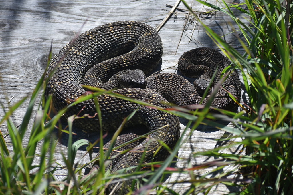 Northern Pacific Rattlesnake in March 2024 by Max Roberts. Mating pair ...