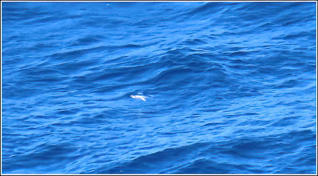 Flyingfishes from Saint Thomas Barbados on March 6, 2024 at 10:10 AM by ...