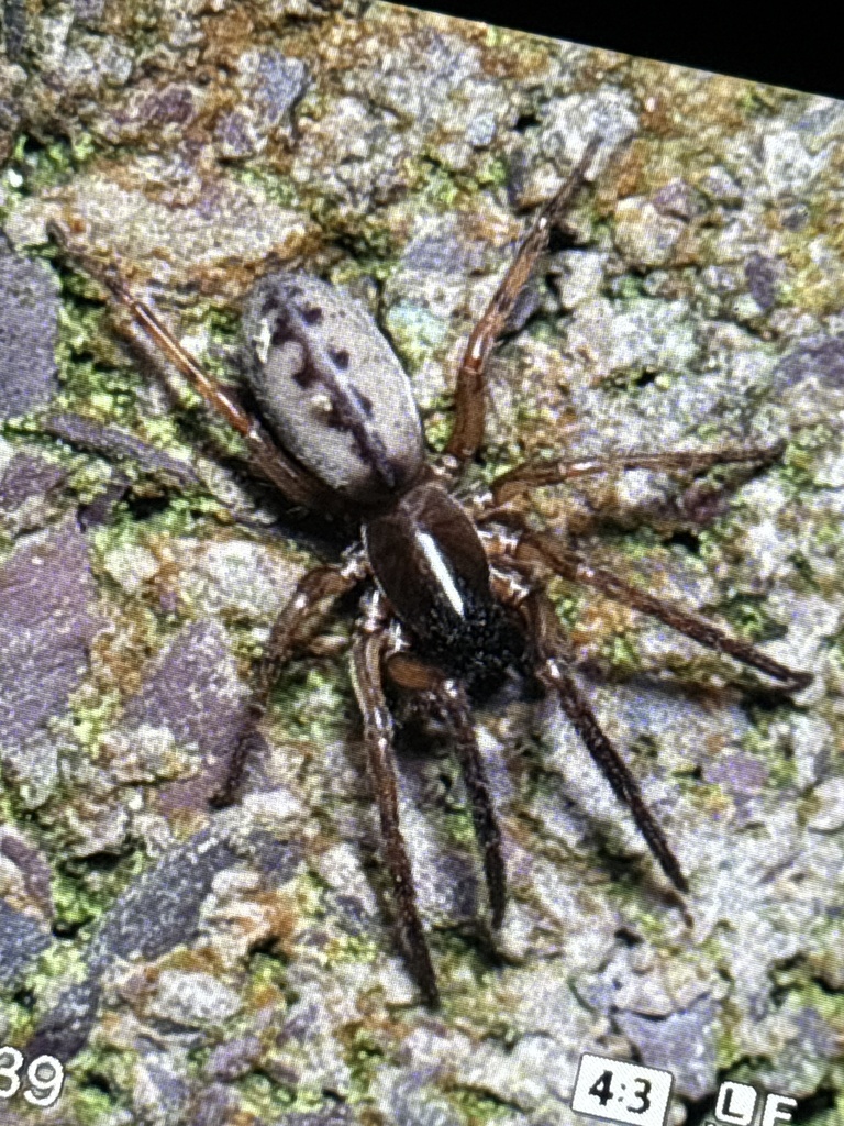 Snake-back Spider from Bangor University, Bangor, Wales, GB on March 21 ...