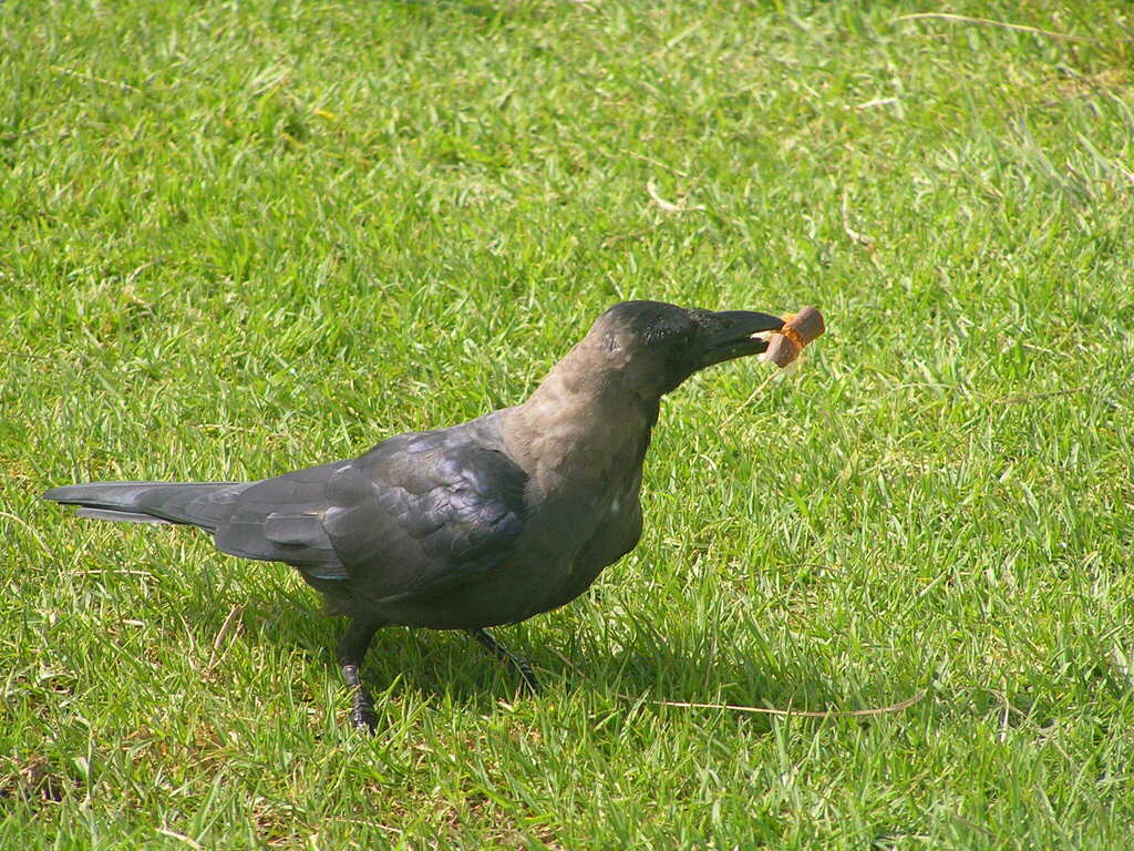 House Crow from Sydney NSW, Australia on March 23, 2008 at 02:30 PM by ...
