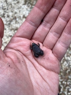 Eastern Narrow-mouthed Toad from Citrus County, FL, USA on March 12 ...
