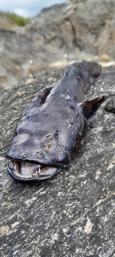 Banded Toadfish from Quellón, Los Lagos, Chile on March 20, 2024 at 04: ...