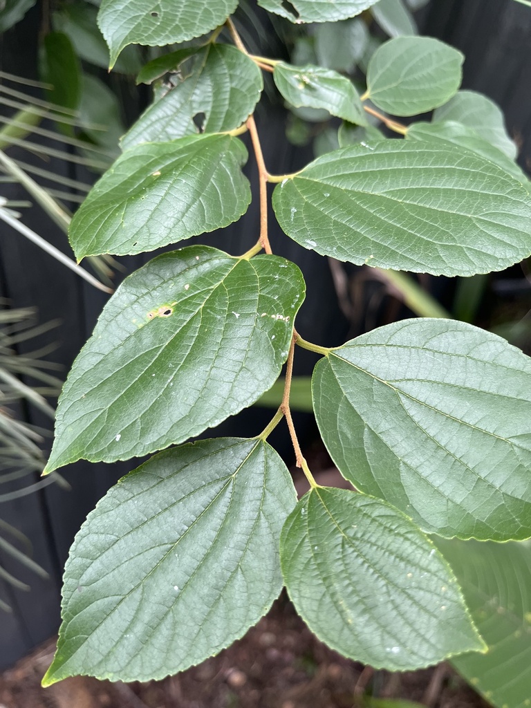 Chinese Hackberry from Scenic Cl, Albany Creek, QLD, AU on March 21 ...