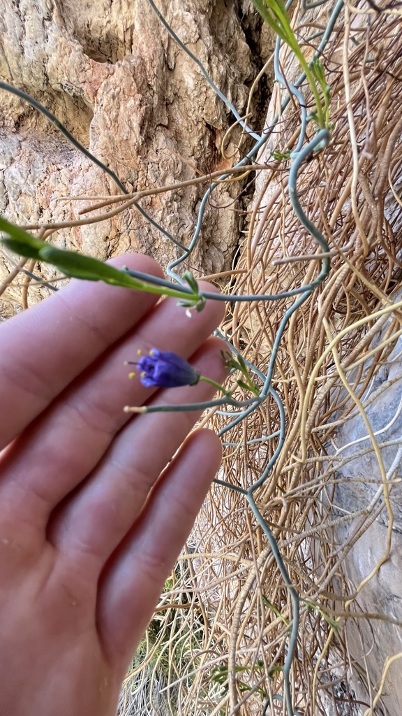 Turpentine Broom from Death Valley National Park, Death Valley, CA, US ...