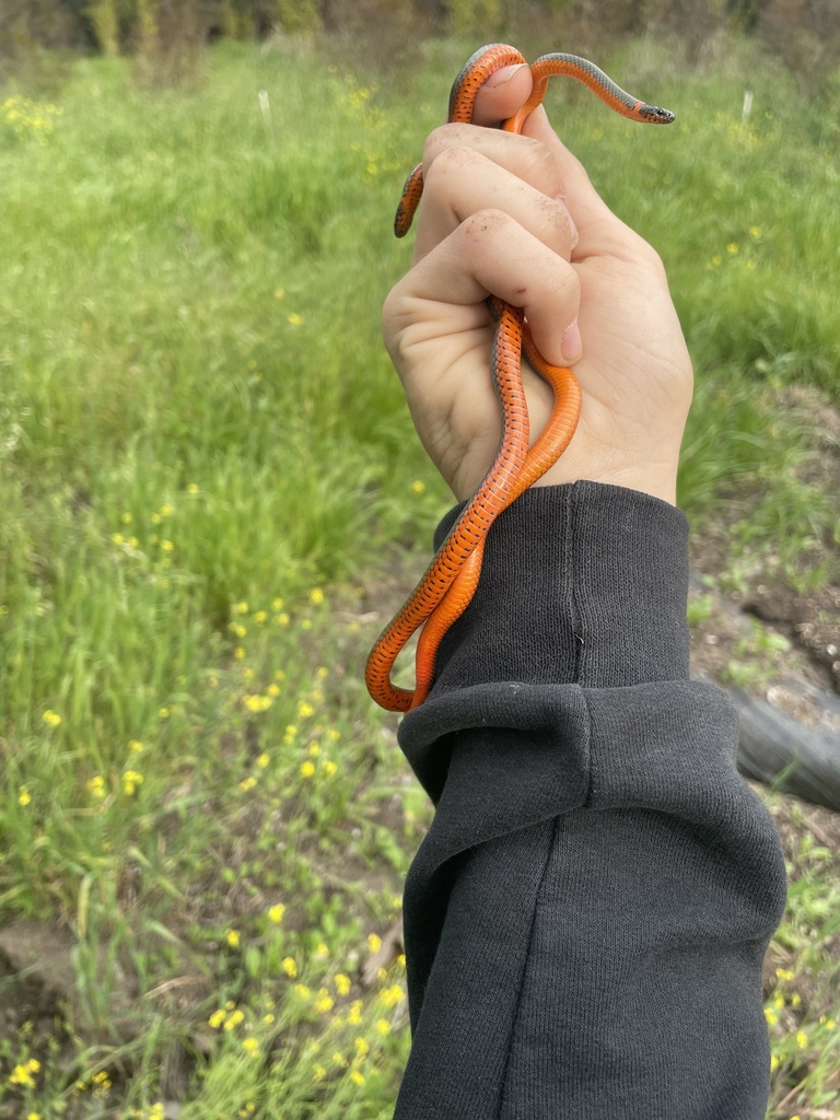 Northwestern Ringneck Snake from River Rd, Cloverdale, CA, US on March ...