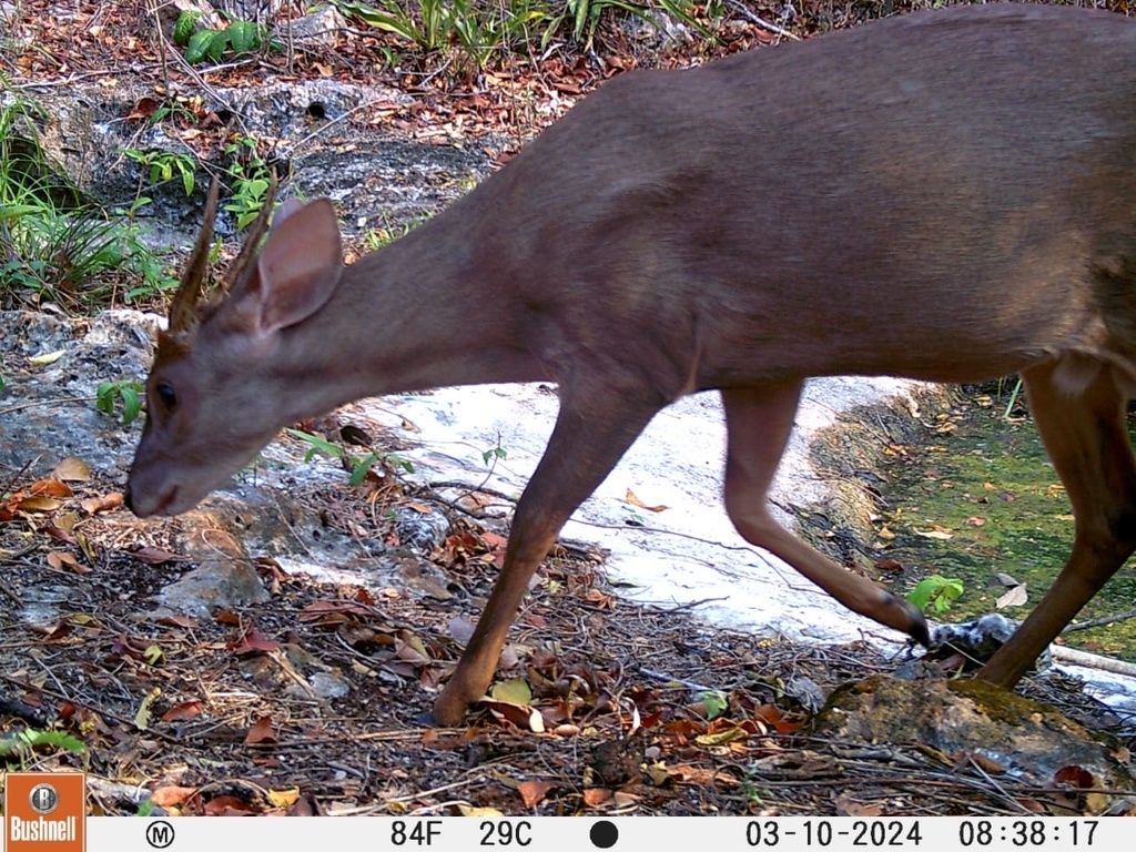 Yucatán Brown Brocket in March 2024 by Alejandra Monsiváis · iNaturalist