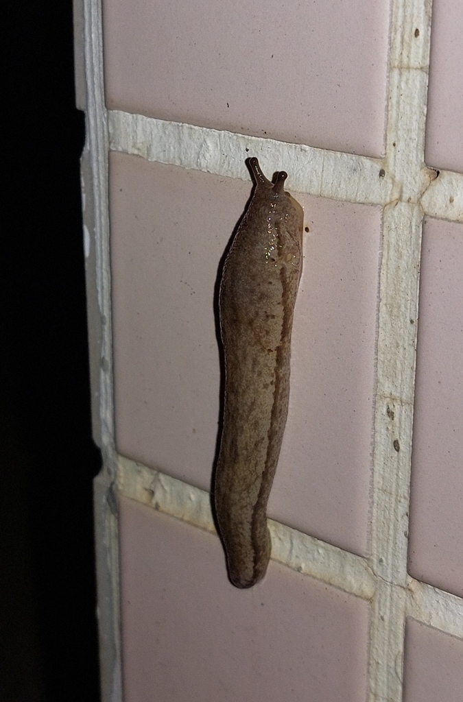 Chinese Slug from Tso Kung Tam Outdoor Rec. Centre, Tsuen Wan, Hong ...