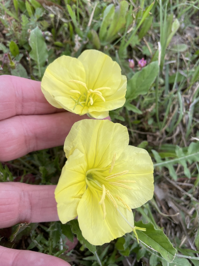 Stemless Evening Primrose from County Road 518, Stephenville, TX, US on ...