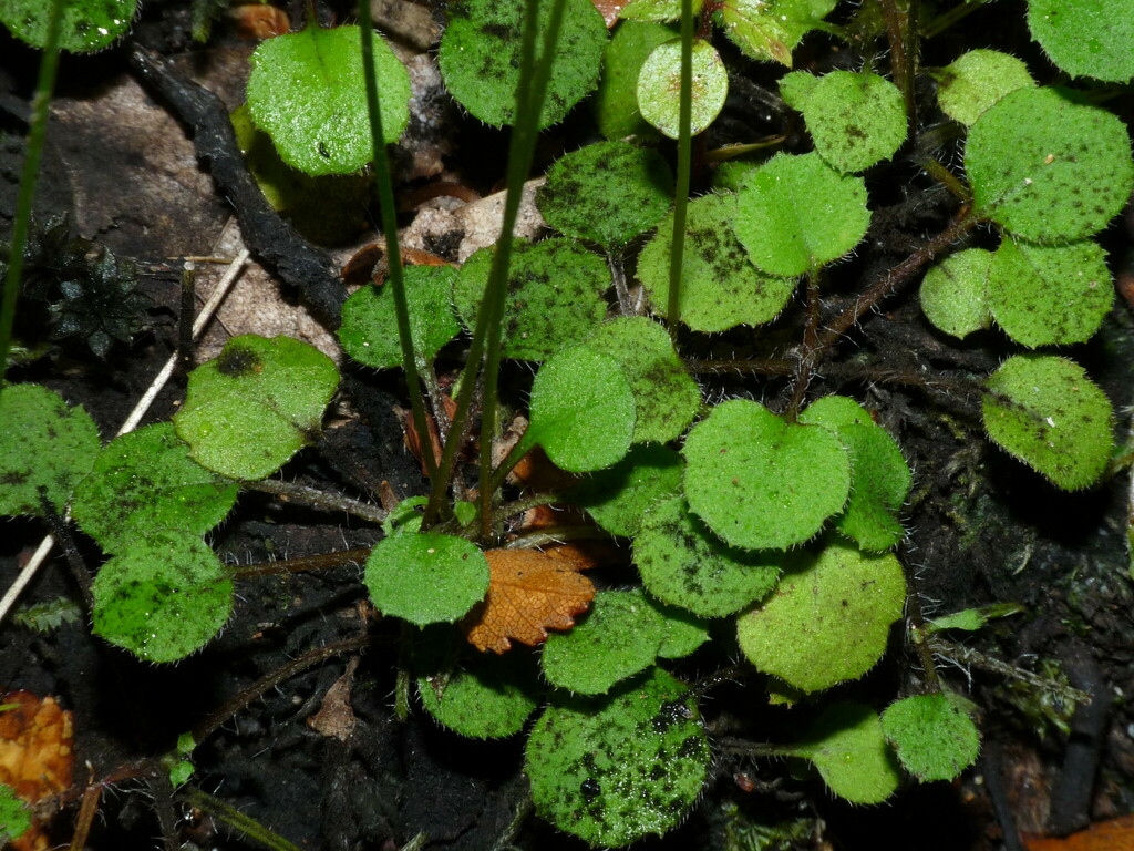 Lagenophora strangulata from Six Mile 7077, New Zealand on March 20 ...