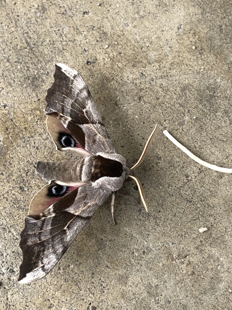 Western Eyed Sphinx in March 2024 by neogalevison · iNaturalist