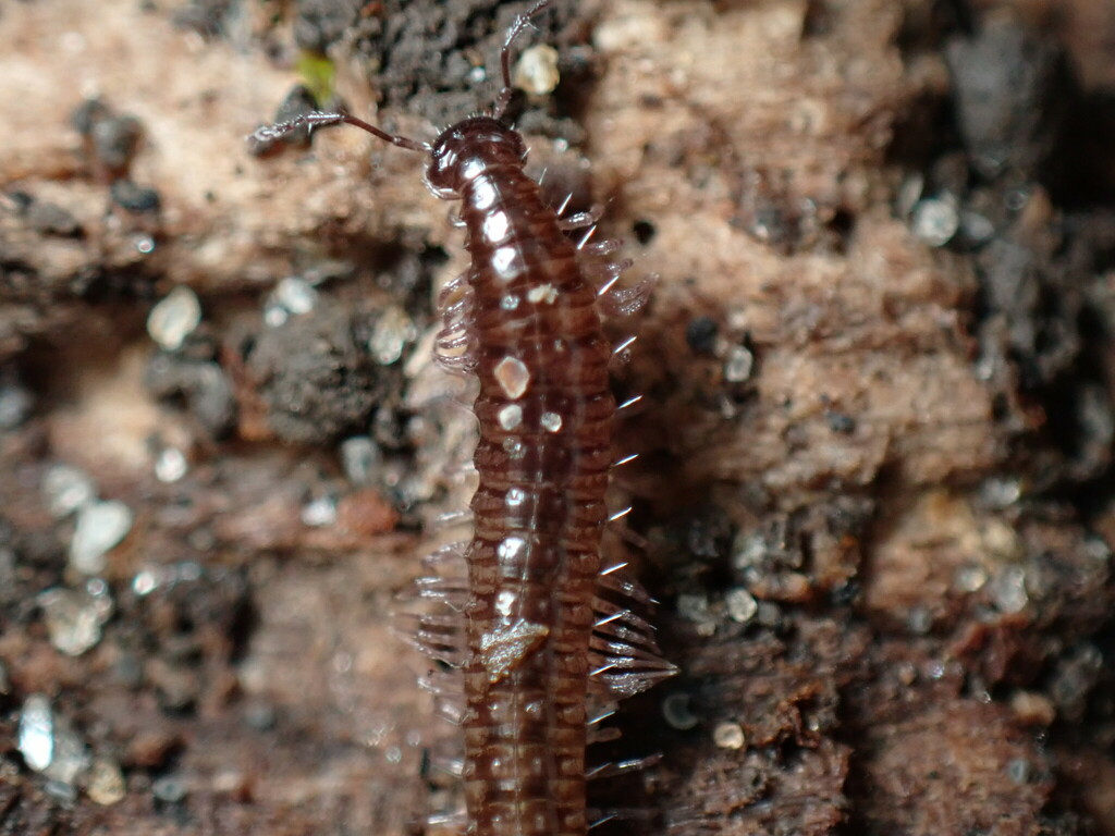 Shining Quick Millipedes from Queens, NY, USA on March 20, 2024 at 03: ...