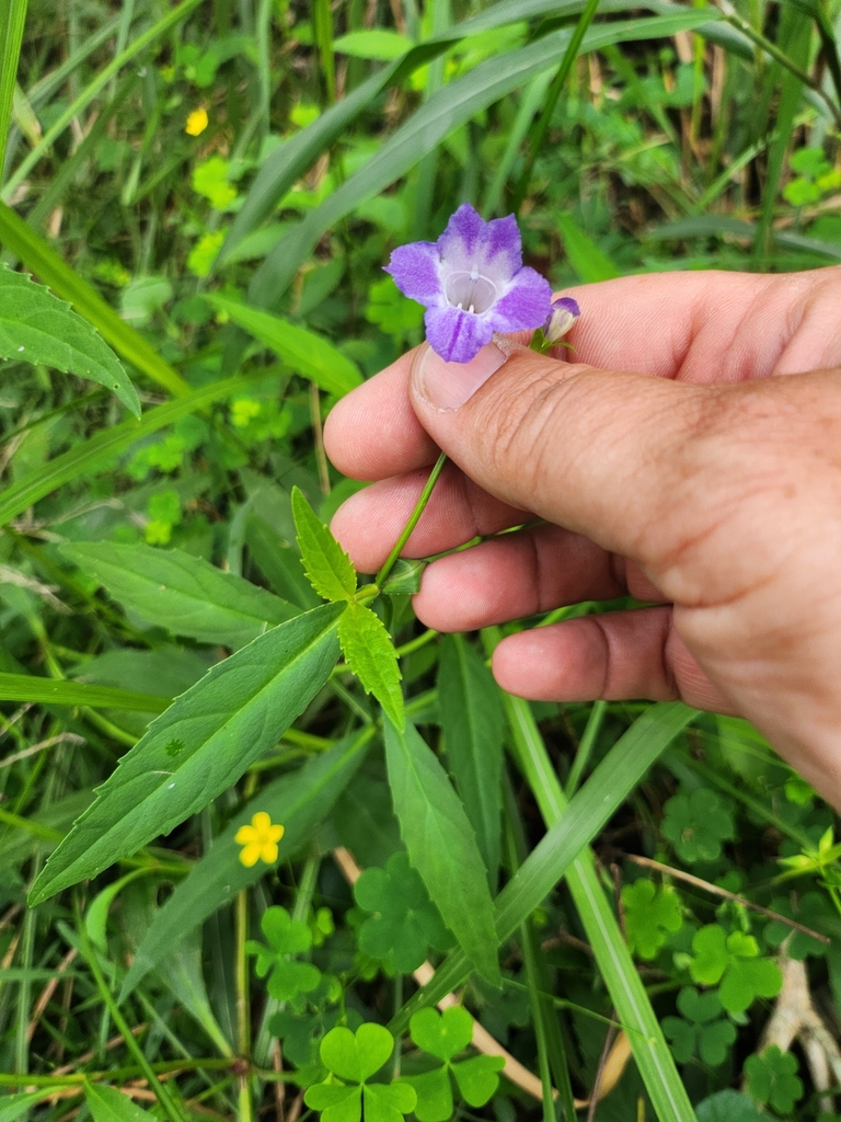 koala bells from Priestdale QLD 4127, Australia on March 21, 2024 at 11 ...