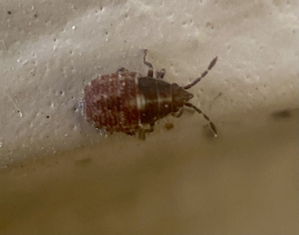 Seed Bugs from Wapato Point Resort, Manson, WA, US on March 20, 2024 at ...