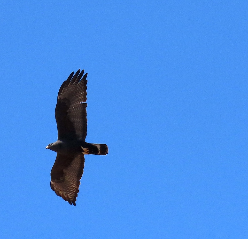 Zone-tailed Hawk from Centro, El Grullo, Jal., México on March 16, 2024 ...