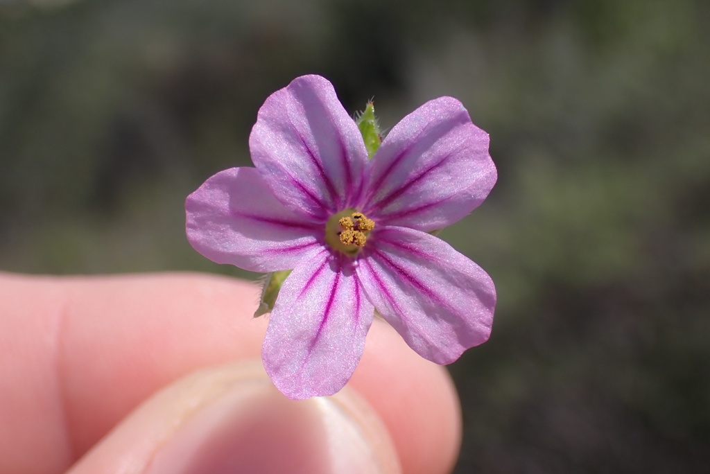 Mediterranean Stork's-bill (Erodium botrys) - Botanical Realm