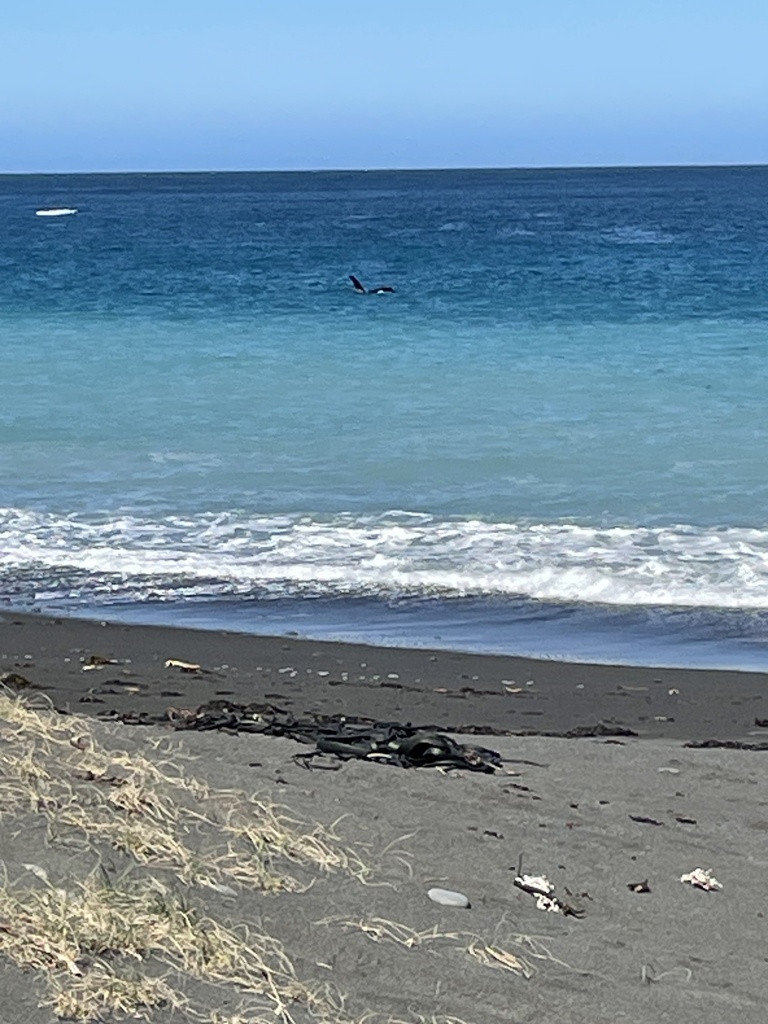 Orca from Te Ika-a-Māui/North Island, Pirinoa, Wellington, NZ on March ...