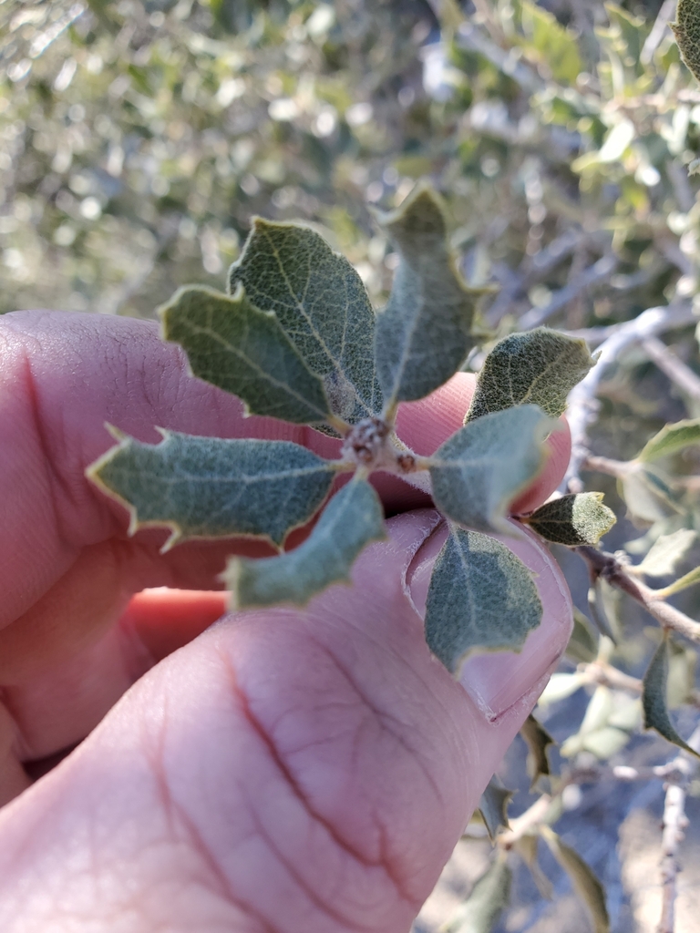 Muller's oak from Joshua Tree National Park, Riverside County, US-CA ...