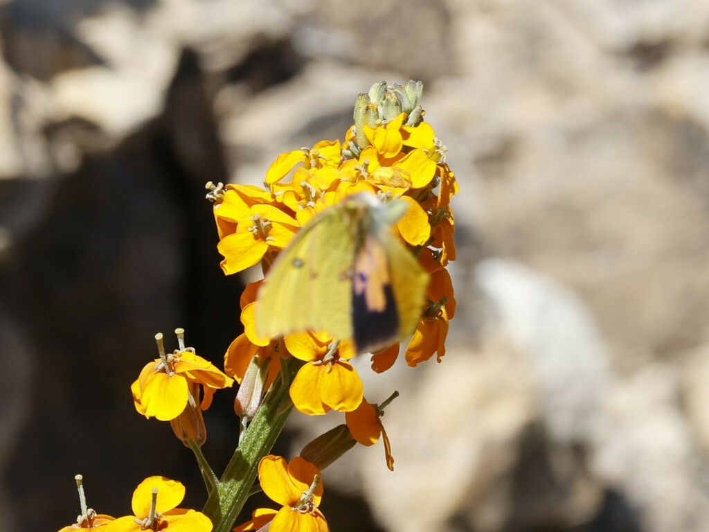 California Dogface in March 2024 by Brian Ahern. Piney Creek Road - Los ...