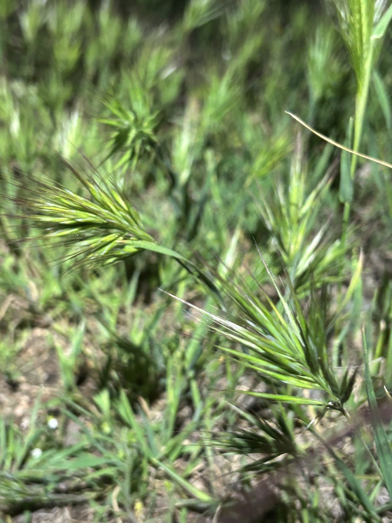 Red Brome from Tonto National Forest, Rio Verde, AZ, US on March 19 ...