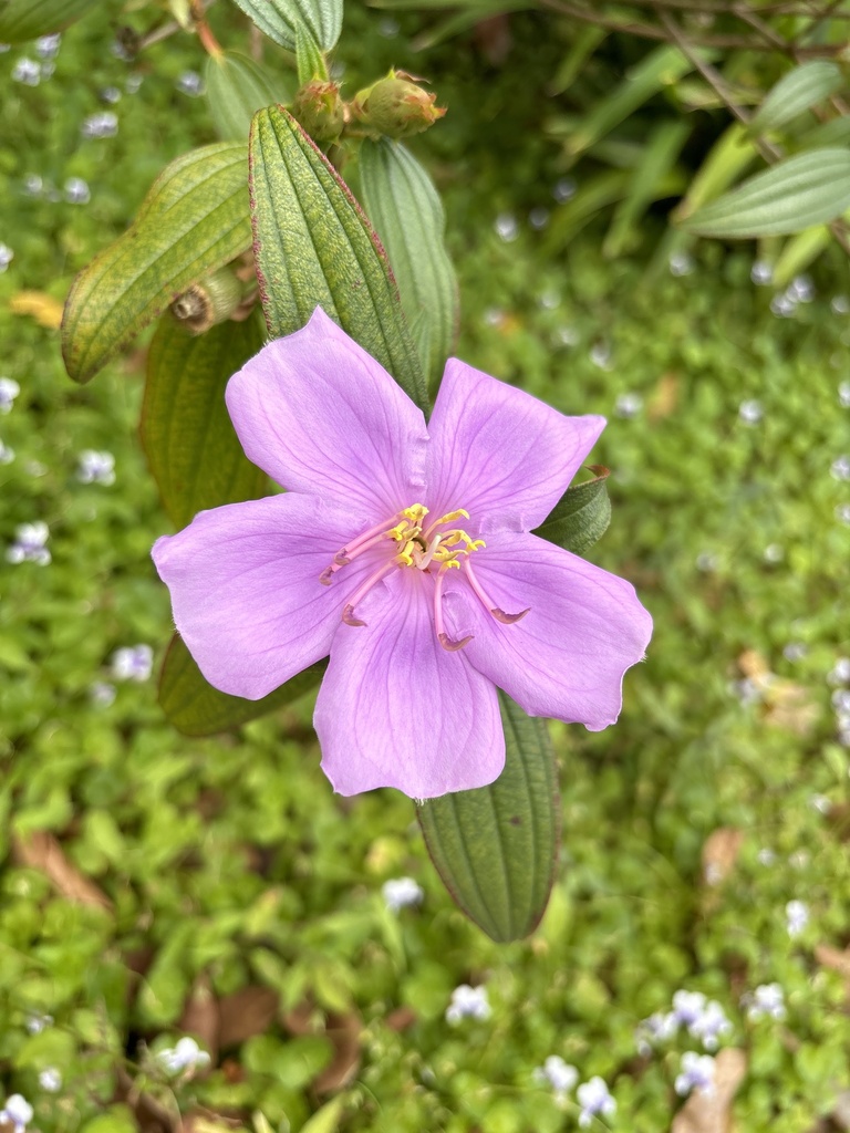Common Melastoma from The Royal Botanic Gardens, Sydney, NSW, AU on ...