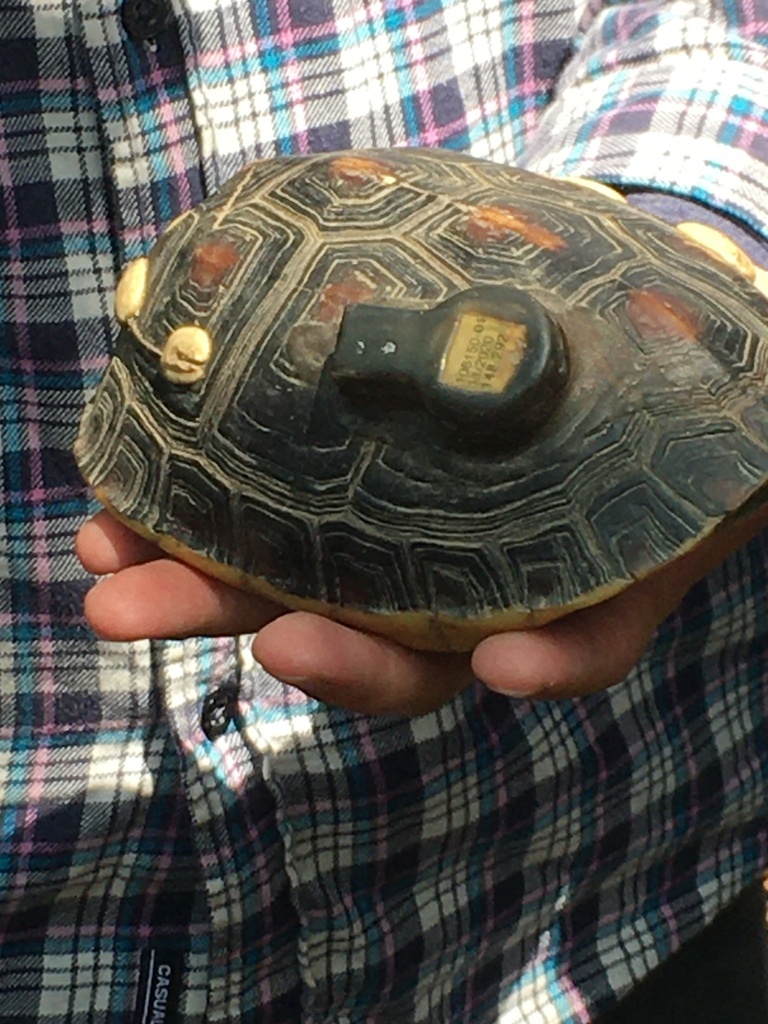 Chinese Box Turtle in March 2024 by lings · iNaturalist