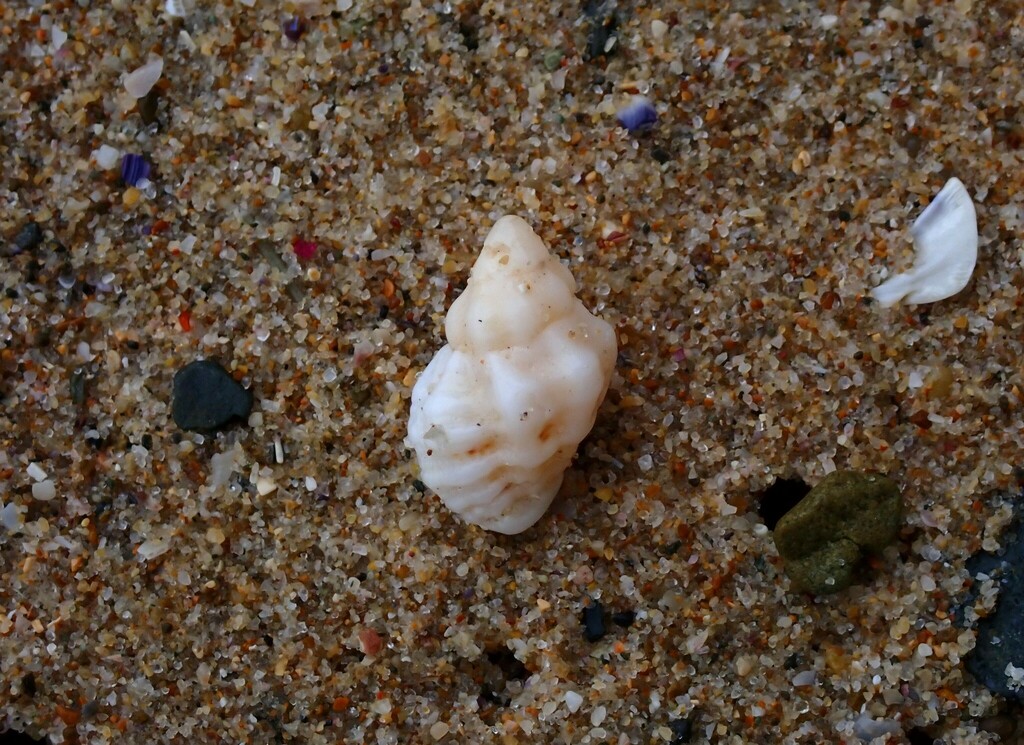Pascula ochrostoma from Arrawarra NSW 2456, Australia on March 21, 2024 at 10:37 AM by Adrian ...