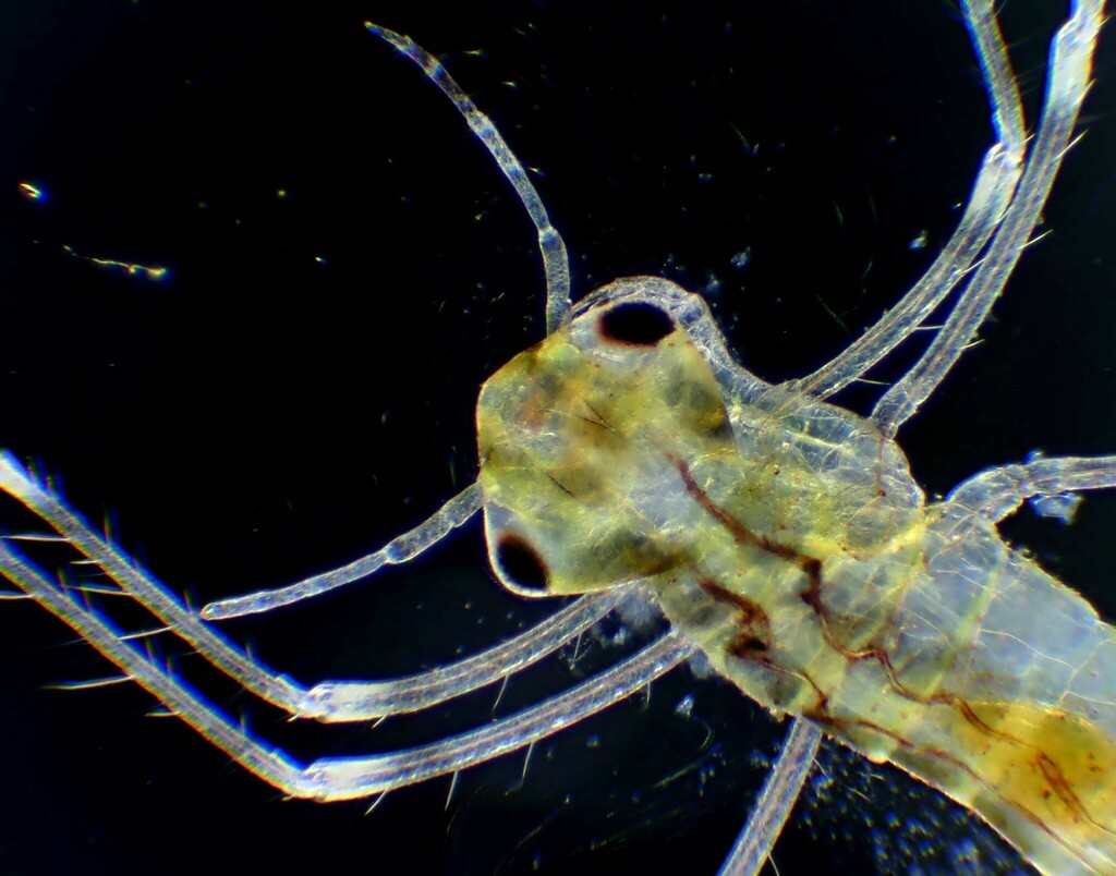 Mayflies from Westside Connection, Grand Rapids, MI, USA on March 20 ...