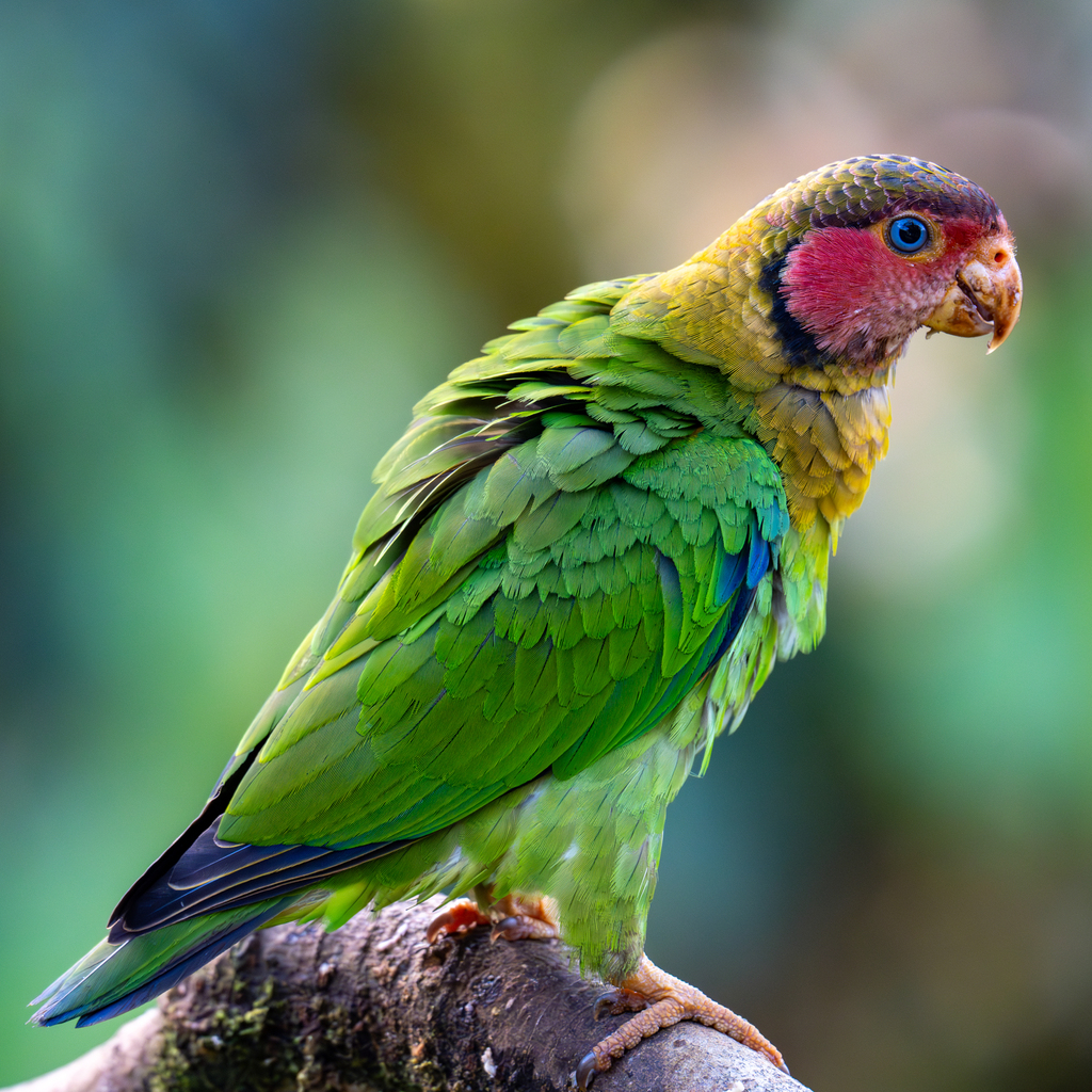 Rose-faced Parrot (Pyrilia pulchra) - Avian Discovery
