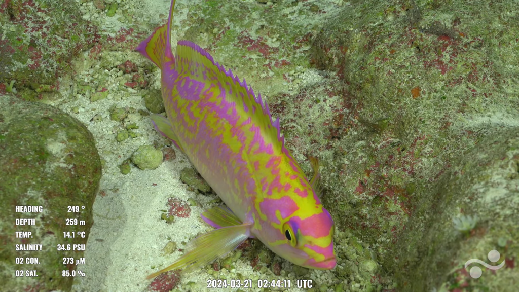 Callanthias parini from Easter Island, Valparaíso, Chile on March 20 ...