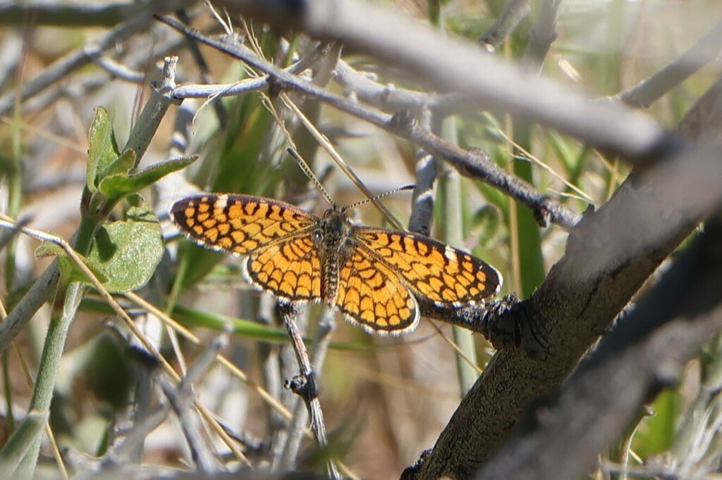 Imperial Checkerspot from San Diego County, CA, USA on March 20, 2024 ...