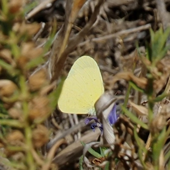 Small Grass-yellow from Holder SA 5330, Australia on March 21, 2024 at ...
