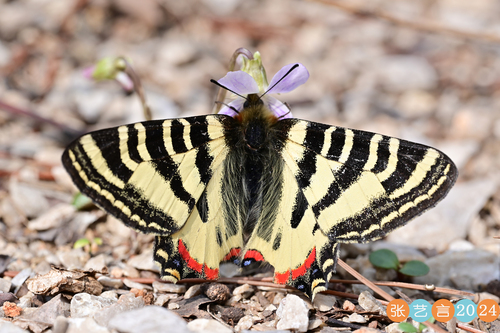 islander_iskander's Identifications · iNaturalist