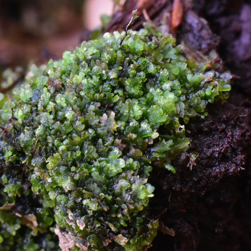 Observations by jordan_gates_ · iNaturalist