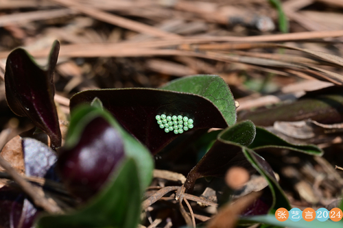 islander_iskander's Identifications · iNaturalist