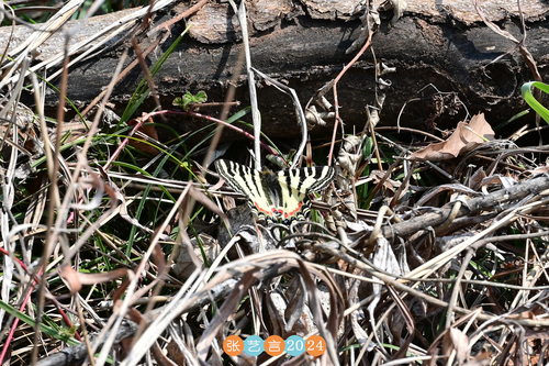 islander_iskander's Identifications · iNaturalist