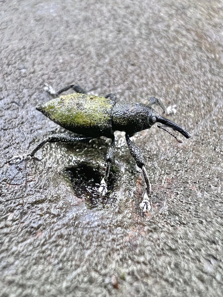 True Weevils from Trail 14, Gopeng, Perak, MY on March 21, 2024 at 11: ...