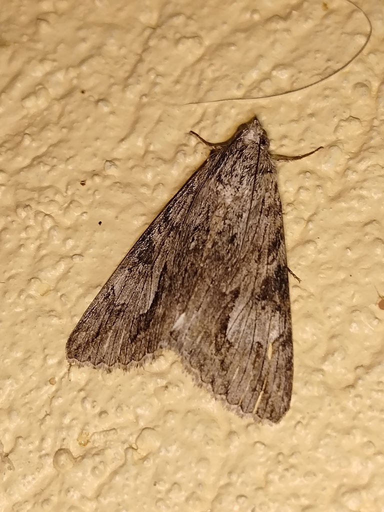 Merry Graphic Moth from Centro, Zona Centro, Cadereyta de Montes, Qro ...