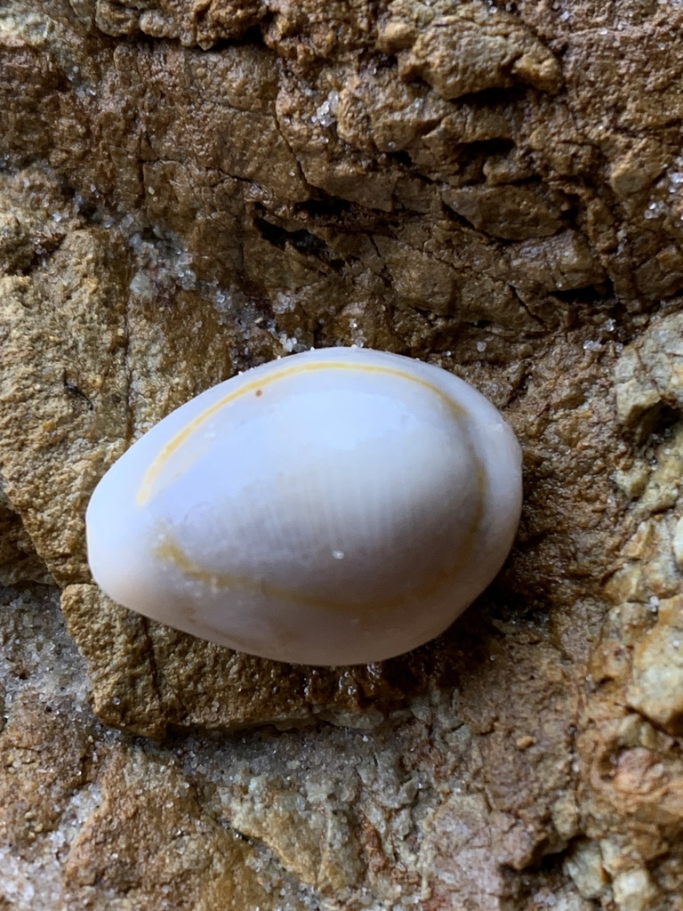 Gold Ring Cowry from Yuraygir National Park, Minnie Water, NSW, AU on ...