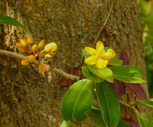 Ouratea mexicana · iNaturalist Mexico