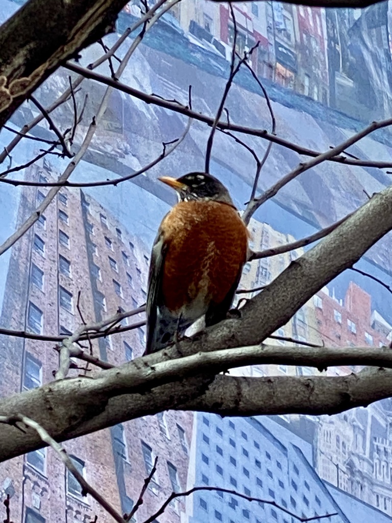 American Robin from Market St, Philadelphia, PA, US on March 18, 2024 ...