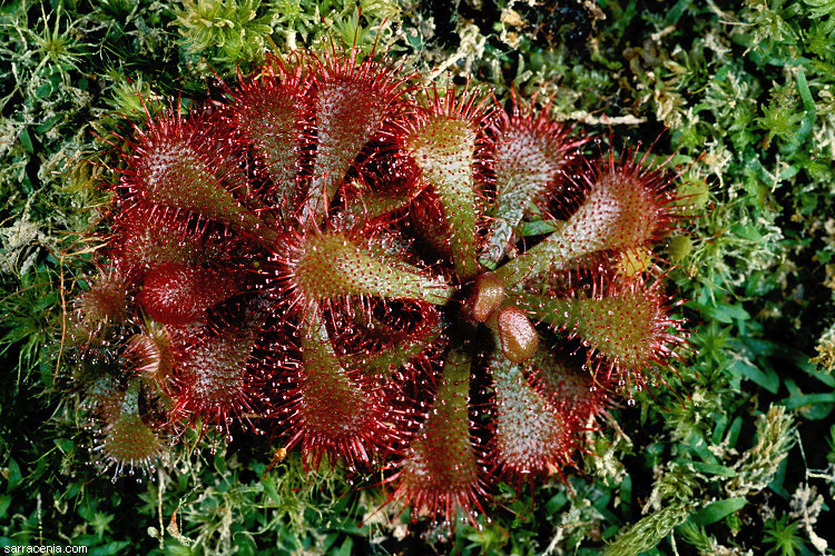 dwarf sundew (Plants of Green Swamp Preserve) · iNaturalist