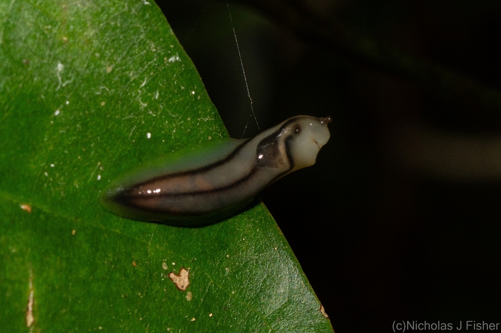 Red Triangle Slug from Tamborine Mountain QLD 4272, Australia on March ...