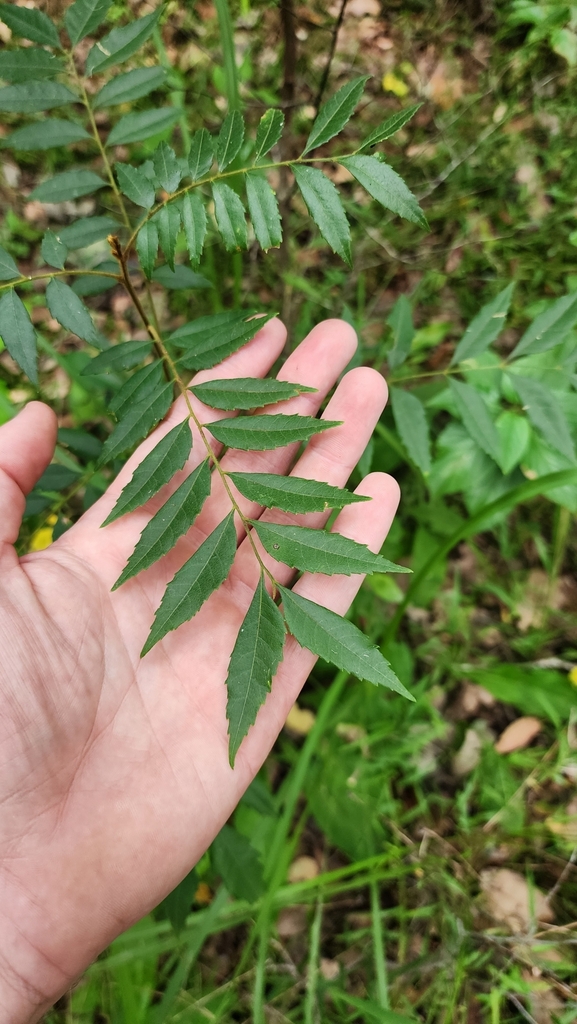 Fern Top from Kurwongbah QLD 4503, Australia on March 21, 2024 at 12:03 ...