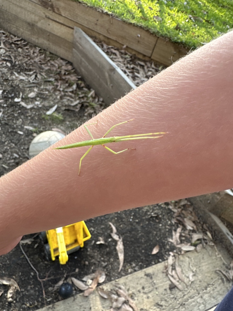 Tropidoderus from Maculata Cct, Dalmeny, NSW, AU on March 21, 2024 at ...